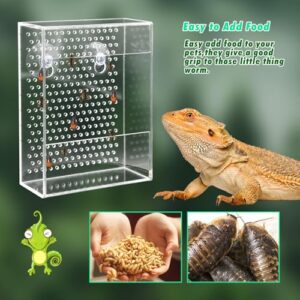 6 beardie activity ideas- Go BEARDED DRAGON