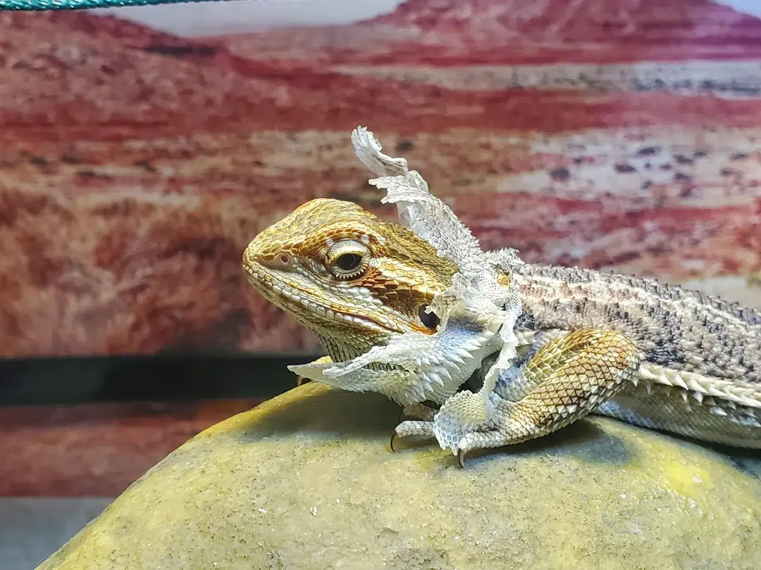 Bearded Dragon Shedding Process - Go BEARDED DRAGON