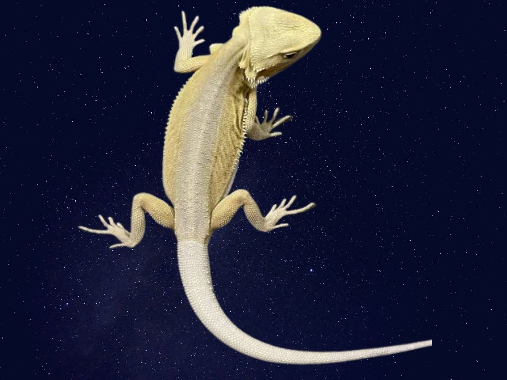 Witblits Bearded Dragon: My Guide as an Enthusiast & Advisor - Go ...