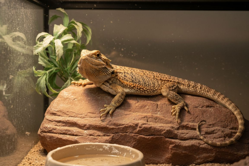 Why Bearded Dragons Flatten Bodies – Key Behaviors Explained - Go ...